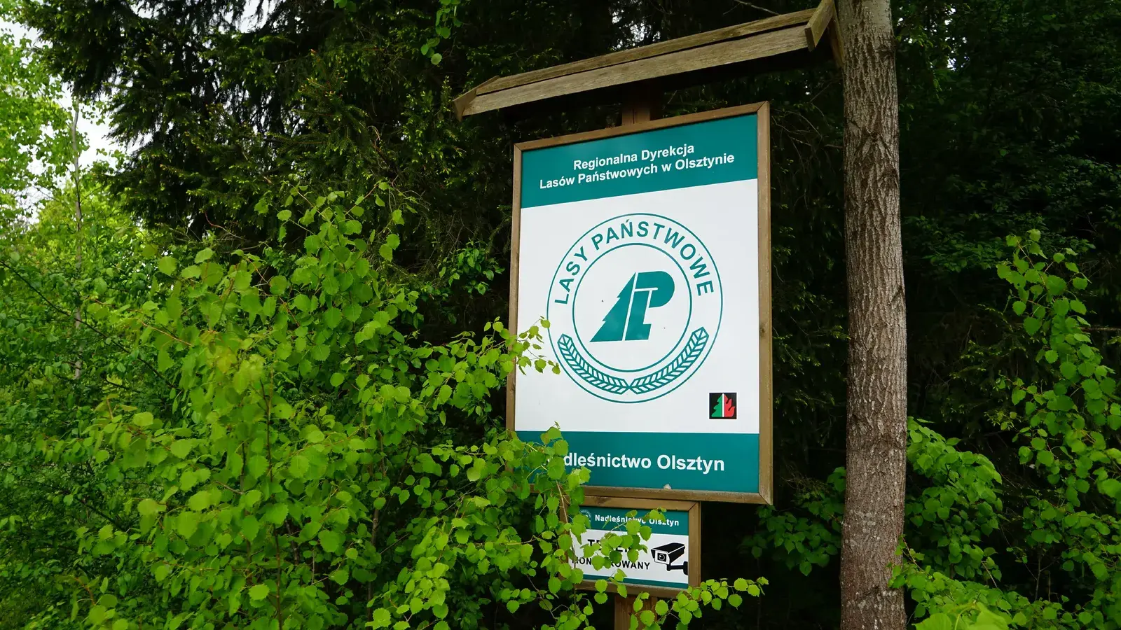 Branża drzewna wszczyna alarm! Czy ten rząd naprawdę aż tak nienawidzi ...